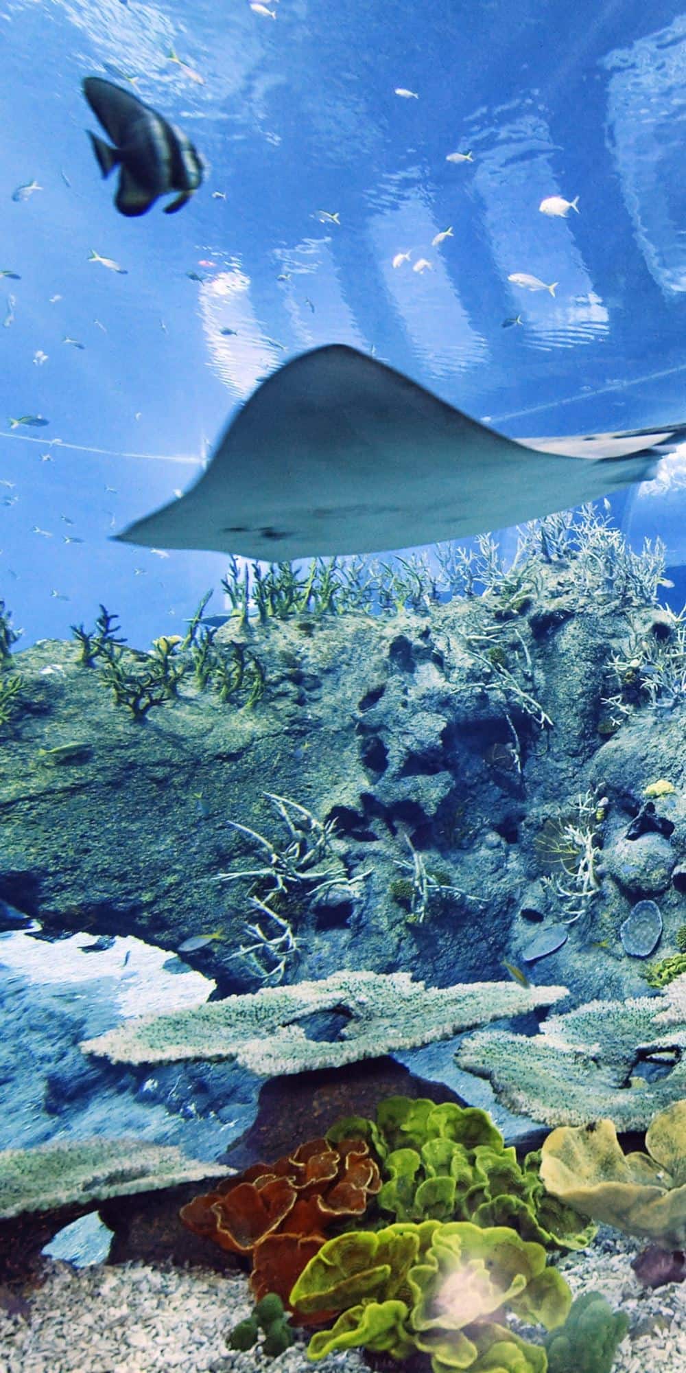 Open Ocean Habitat