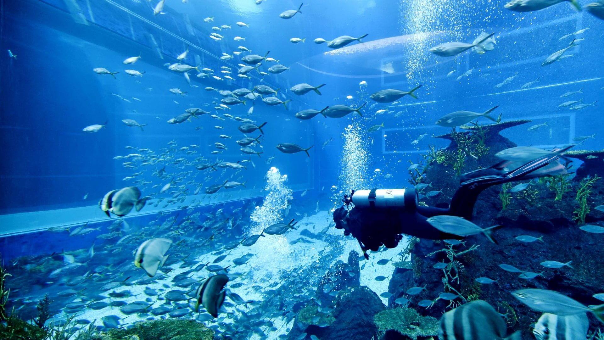 Discover Hidden Gems at S.E.A. Aquarium Singapore