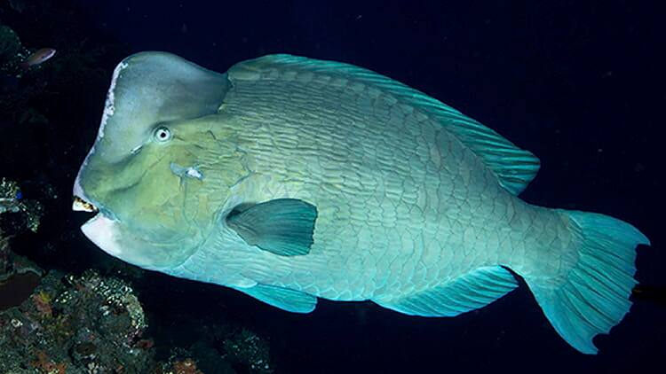 Bumphead Parrotfish