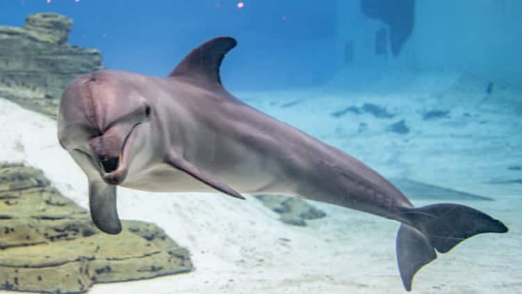 Indo Pacific Bottlenose Dolphin